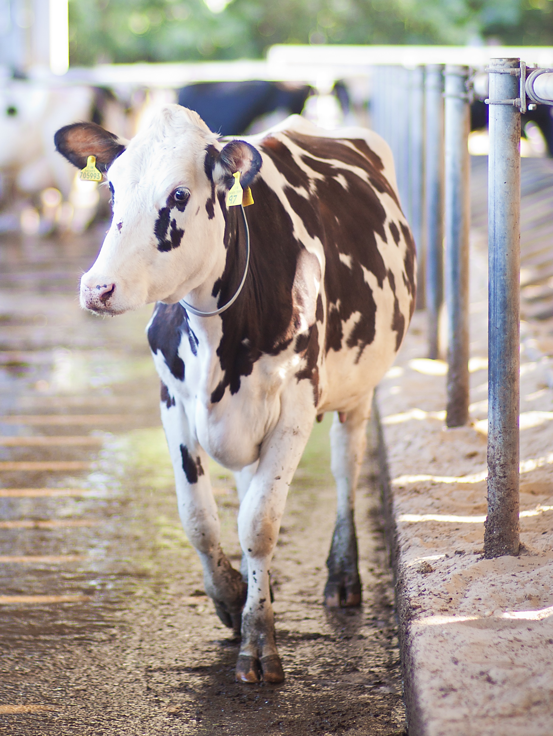 RoMS mobility workshop booking. Online with Nick Bell